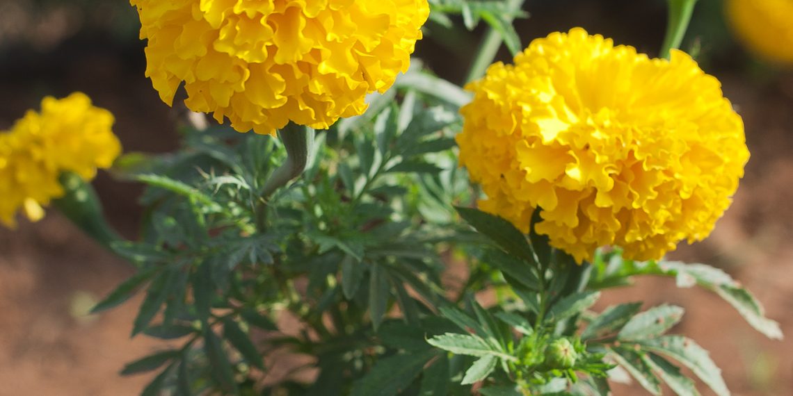 Bunga Marigold Tanaman yang Bermanfaat Untuk Penguris Ular yang ...